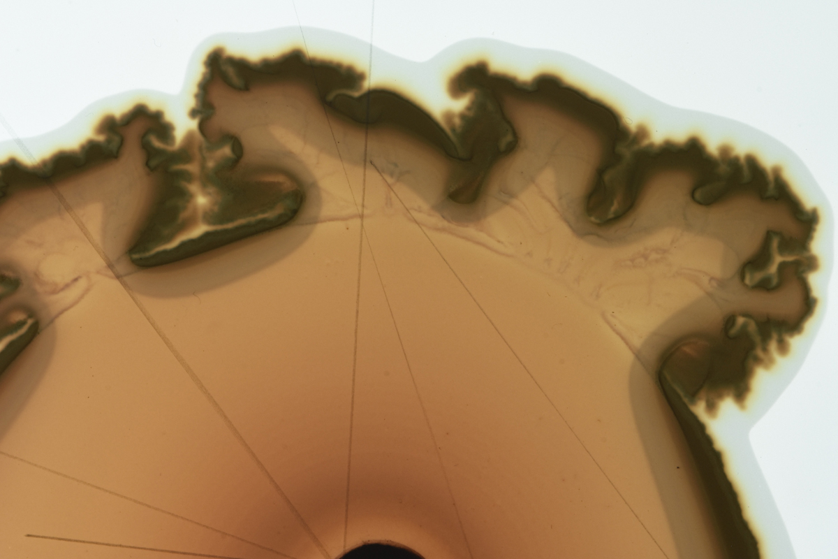 ANAT CSIRO 2017 | ANAT